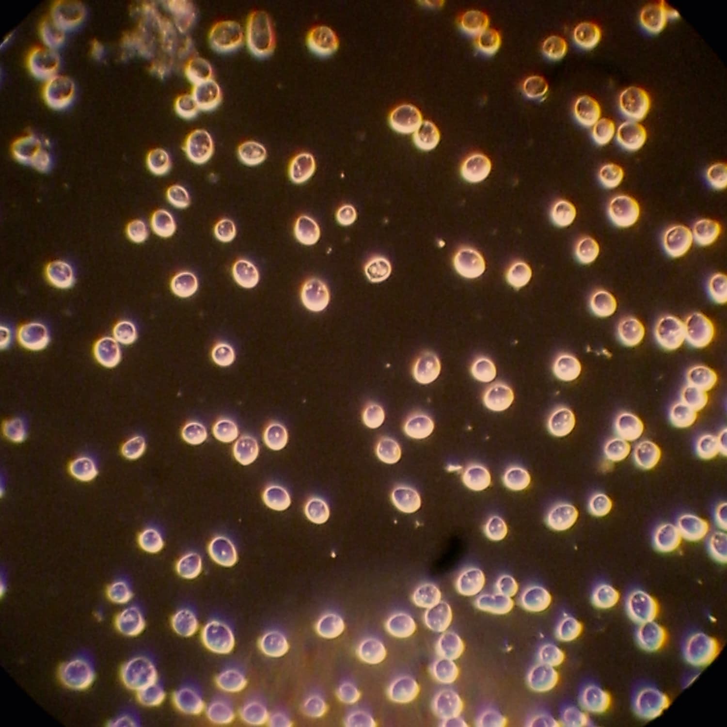 Rohstoffe – Brauerei Schimpf